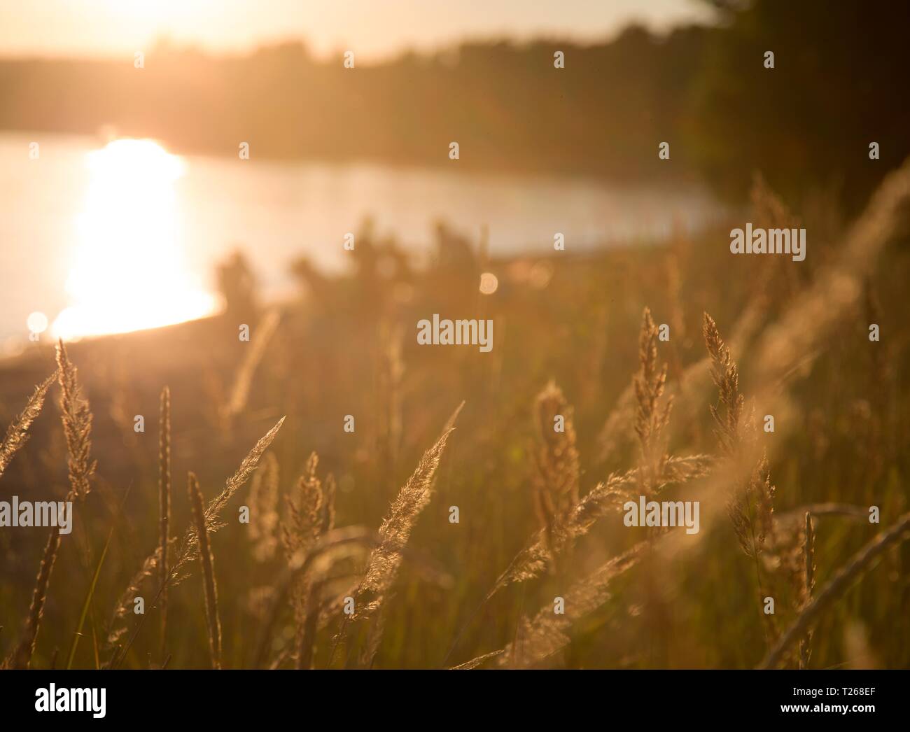 Beach life at lake Vättern, Motala. Photo Jeppe Gustafsson Stock Photo ...