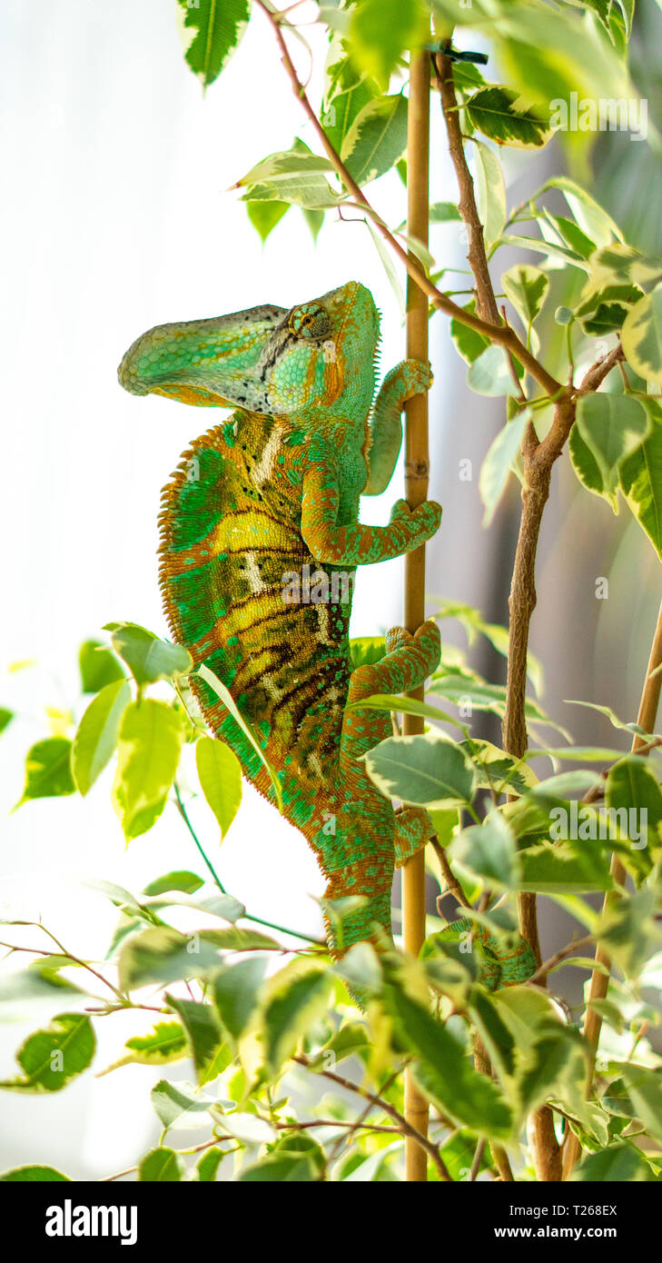 Veiled chameleon hanging in ficus tree Stock Photo - Alamy
