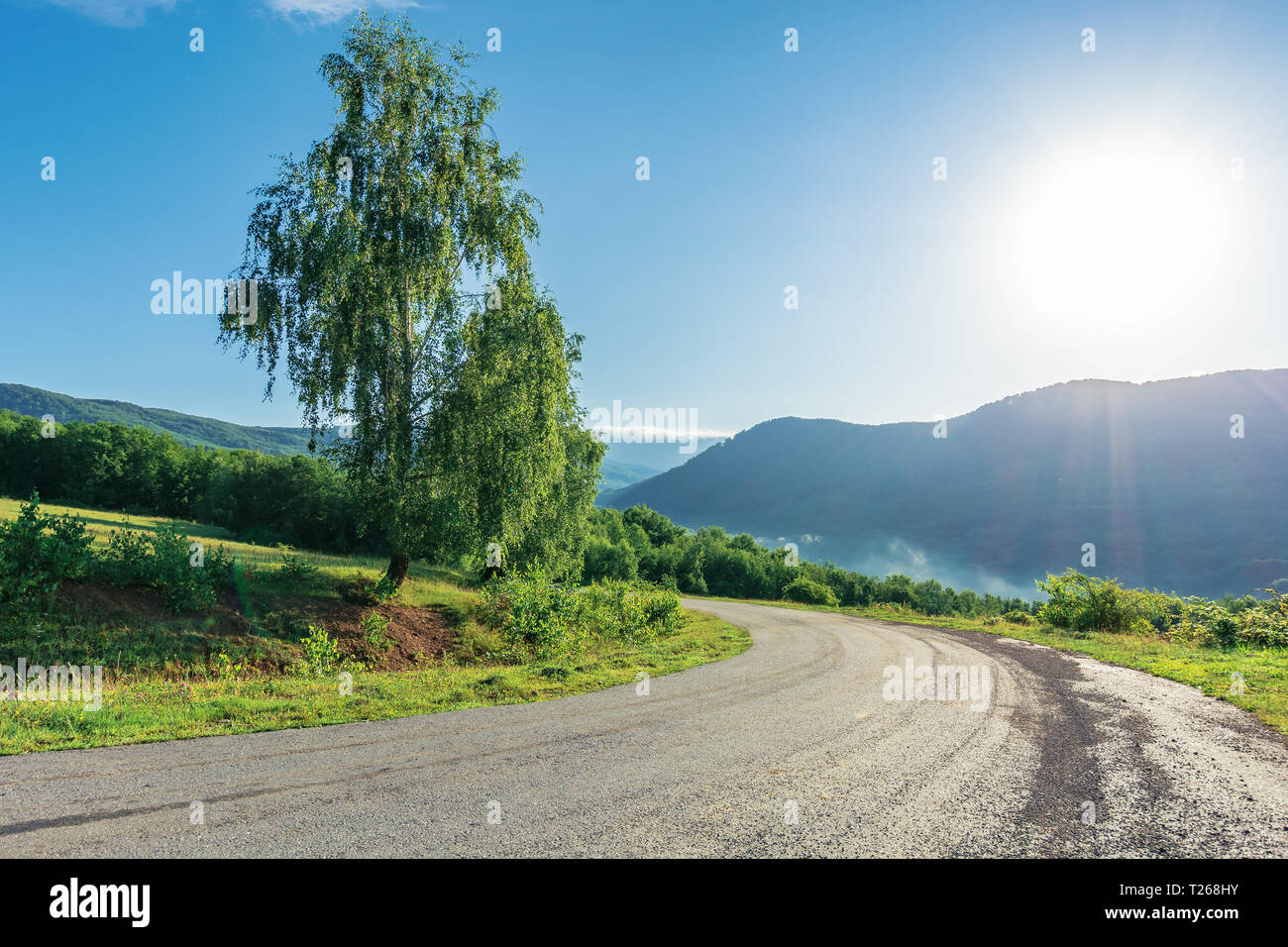 Trees along roadway in hi-res stock photography and images - Alamy