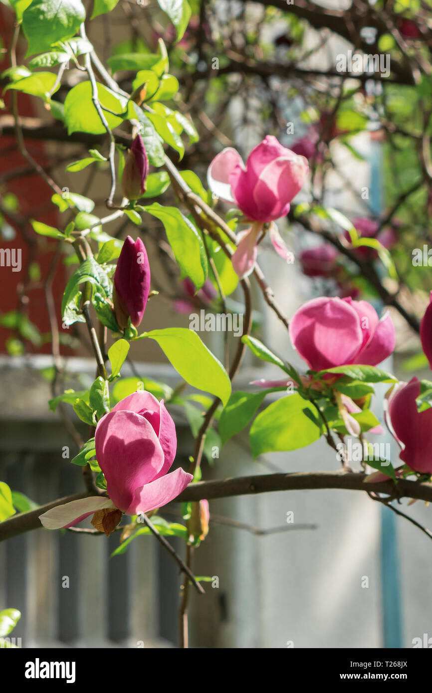 purple magnolia blossom. beautiful nature scenery in orchard sunny ...