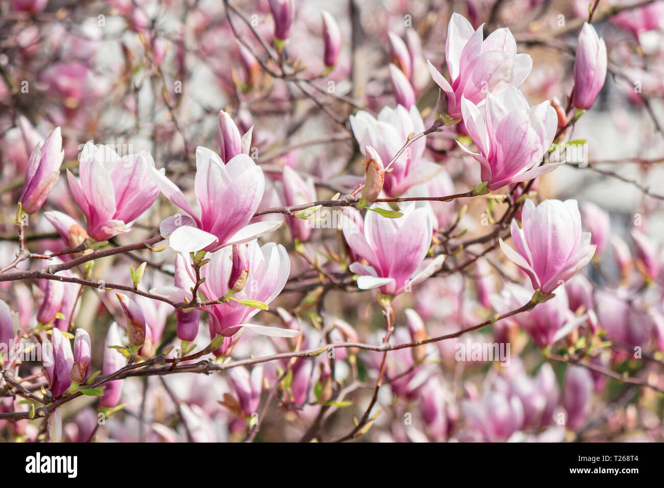 Magnolia inspiration hi-res stock photography and images - Alamy