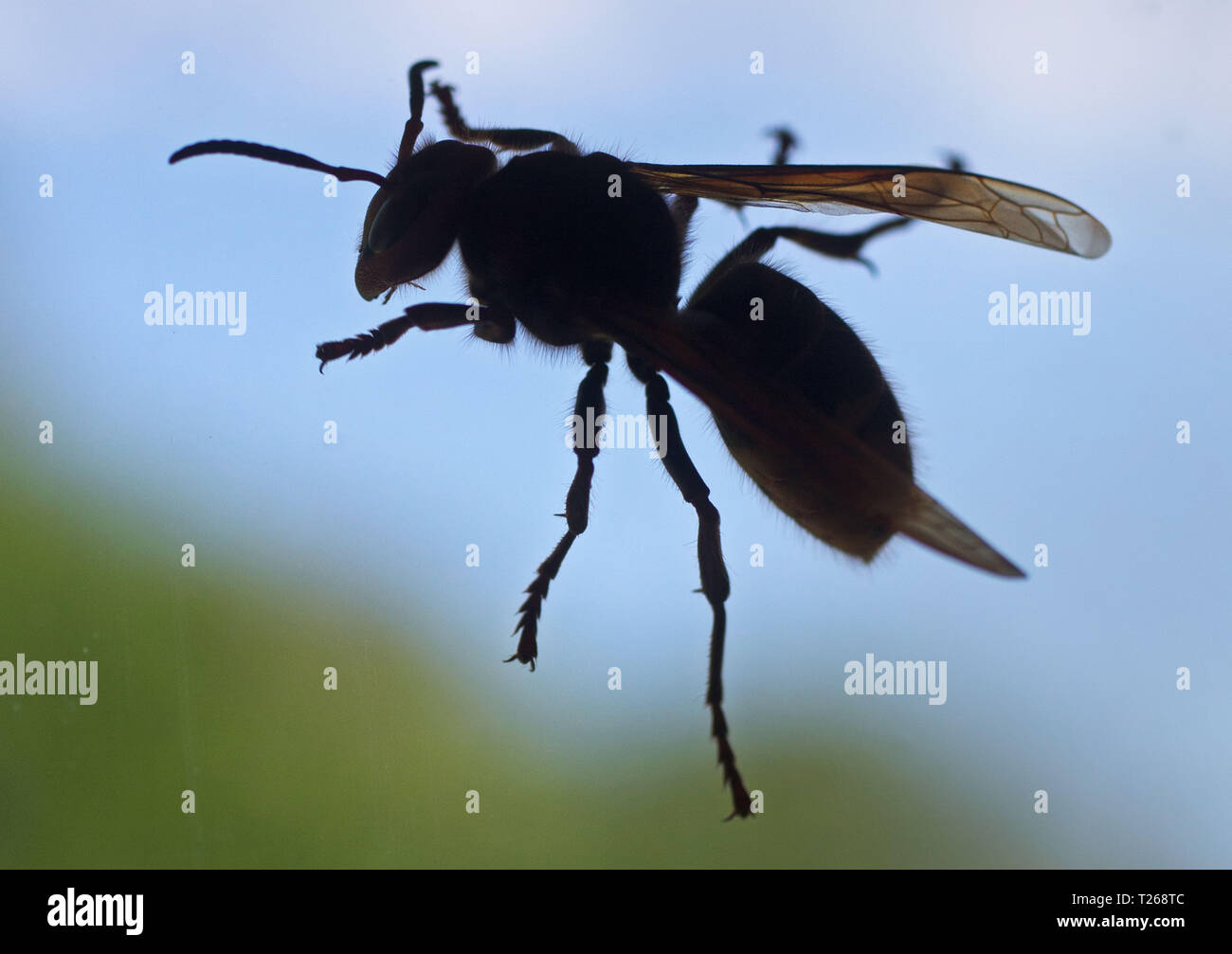 A wasp on a window Stock Photo - Alamy