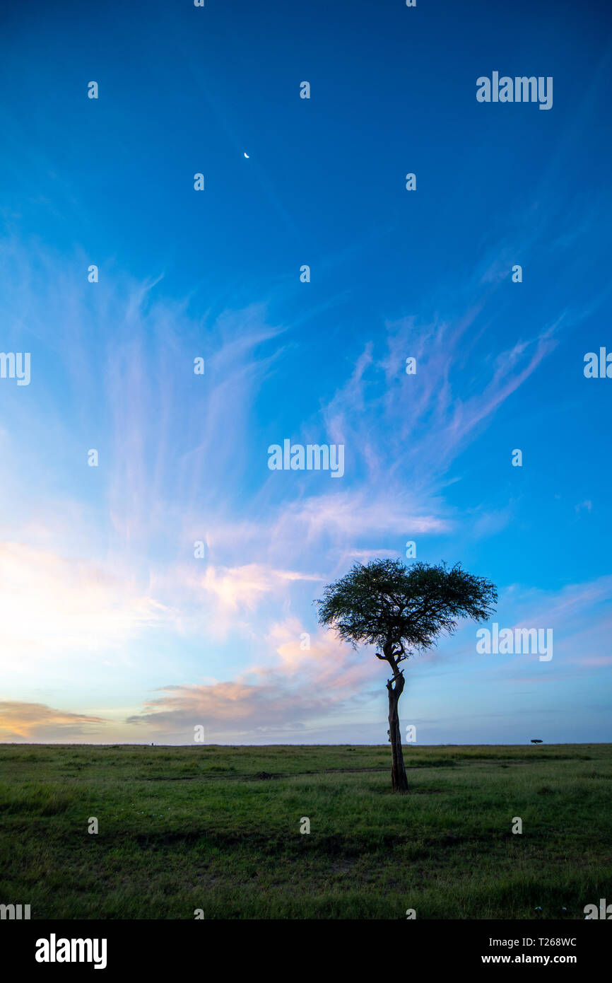 Singular tree hi-res stock photography and images - Alamy