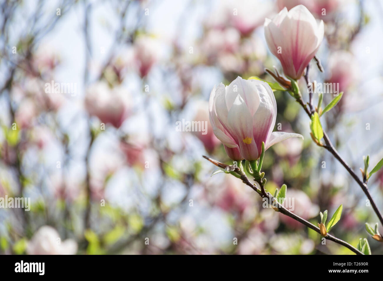 Magnolia inspiration hi-res stock photography and images - Alamy