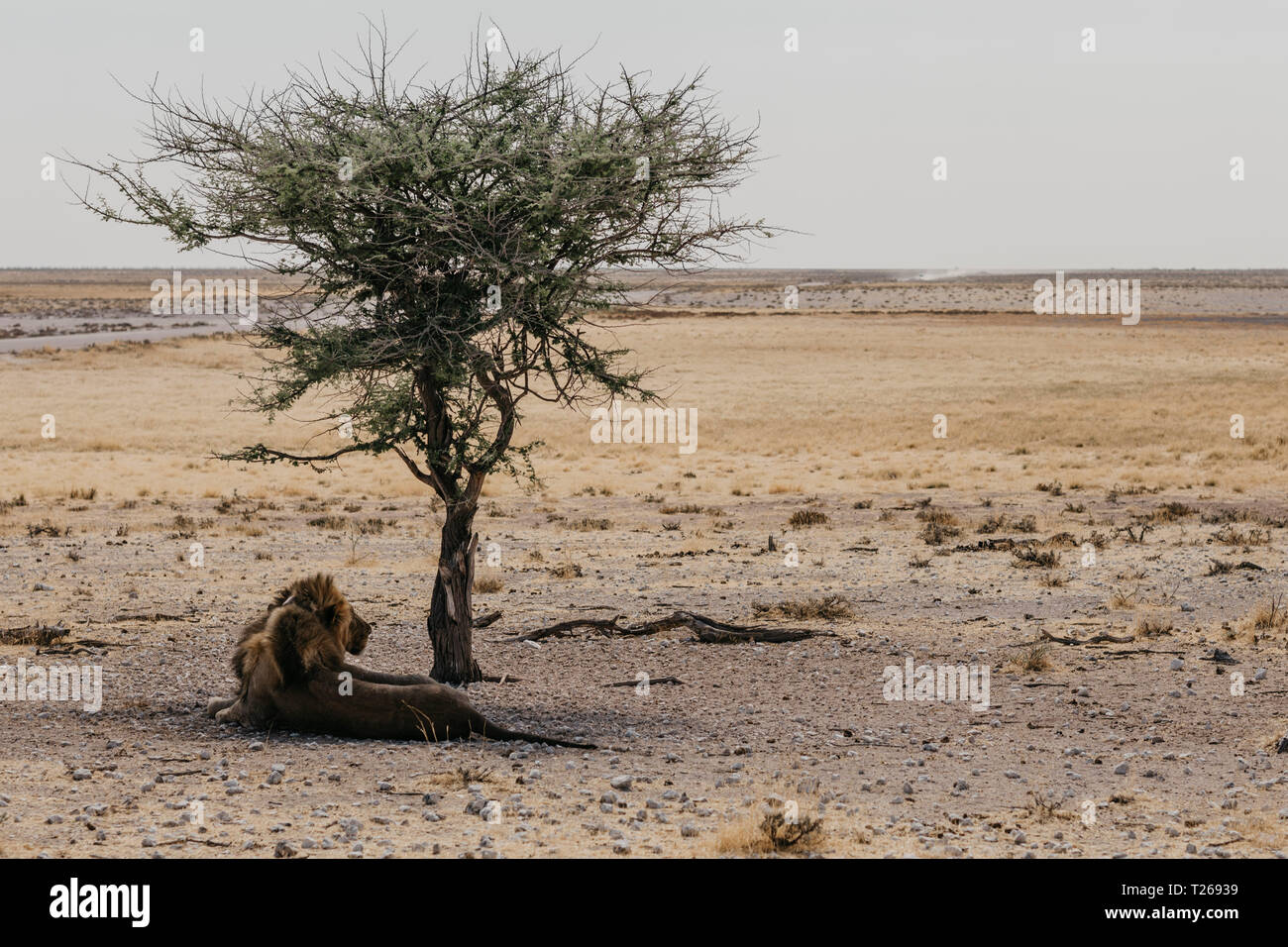 Lion under tree hi-res stock photography and images - Alamy