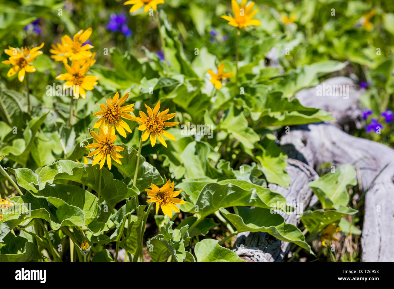 Alpine larkspur hi-res stock photography and images - Alamy