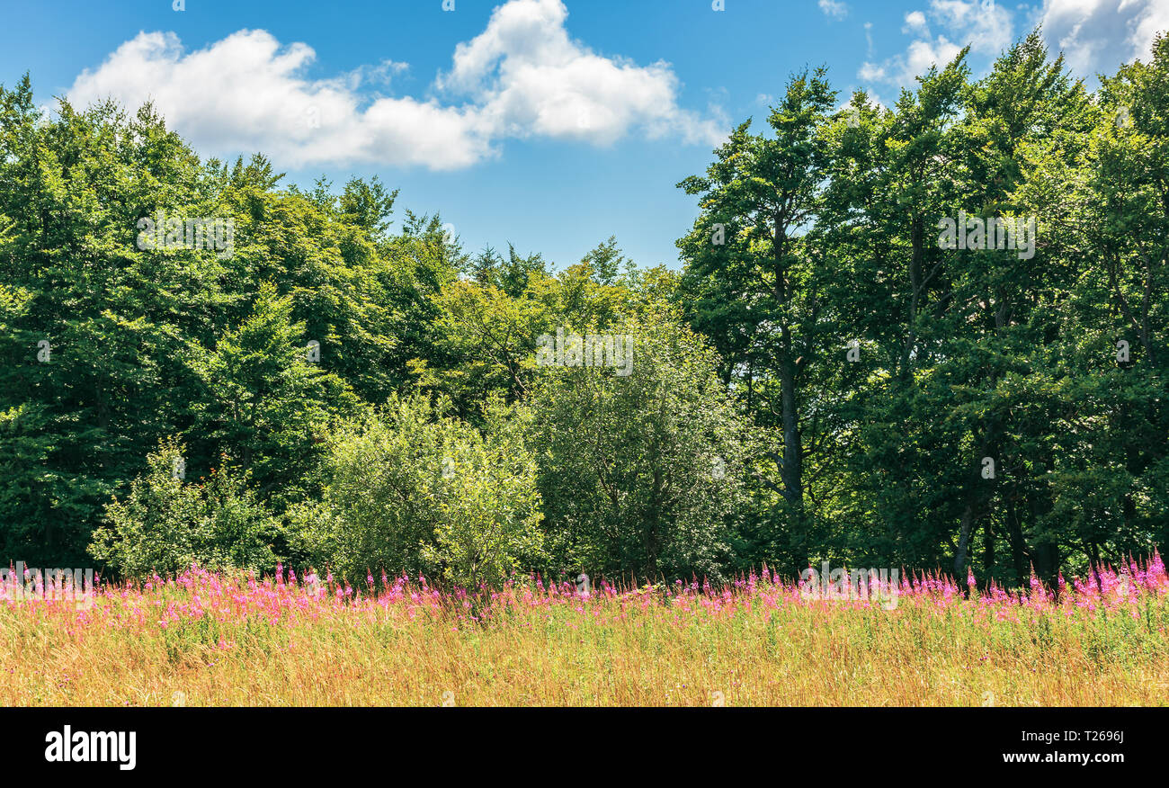 fireweed plants on the forest edge. wonderful summer weather at high ...