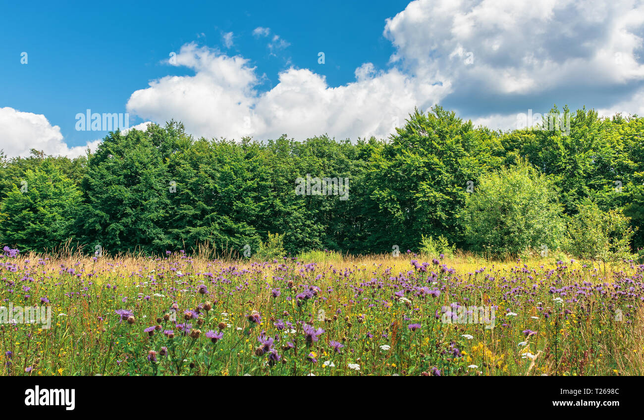 Meadow and forest edge hi-res stock photography and images - Alamy