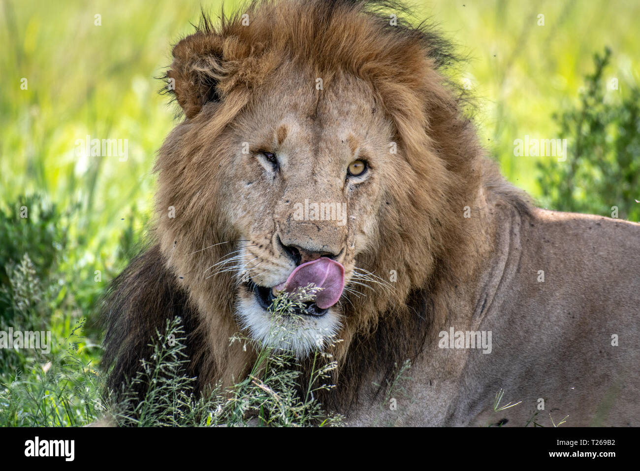 Male lion (Panthera leo) in Maasai Mara National Park, Kenya, Africa ...