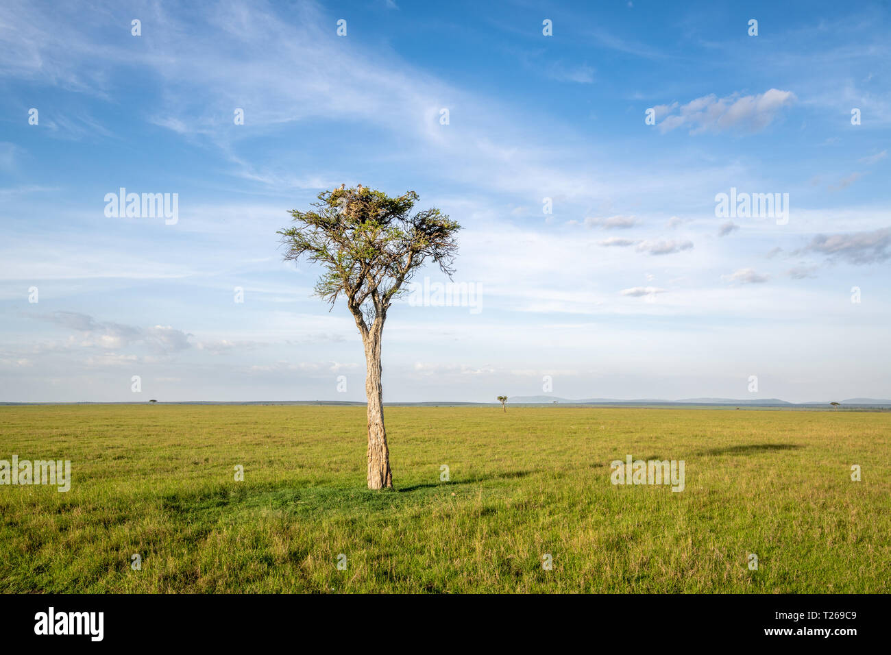 A singular Acaci tree stands alone in the savanna, Maasai Mara National ...