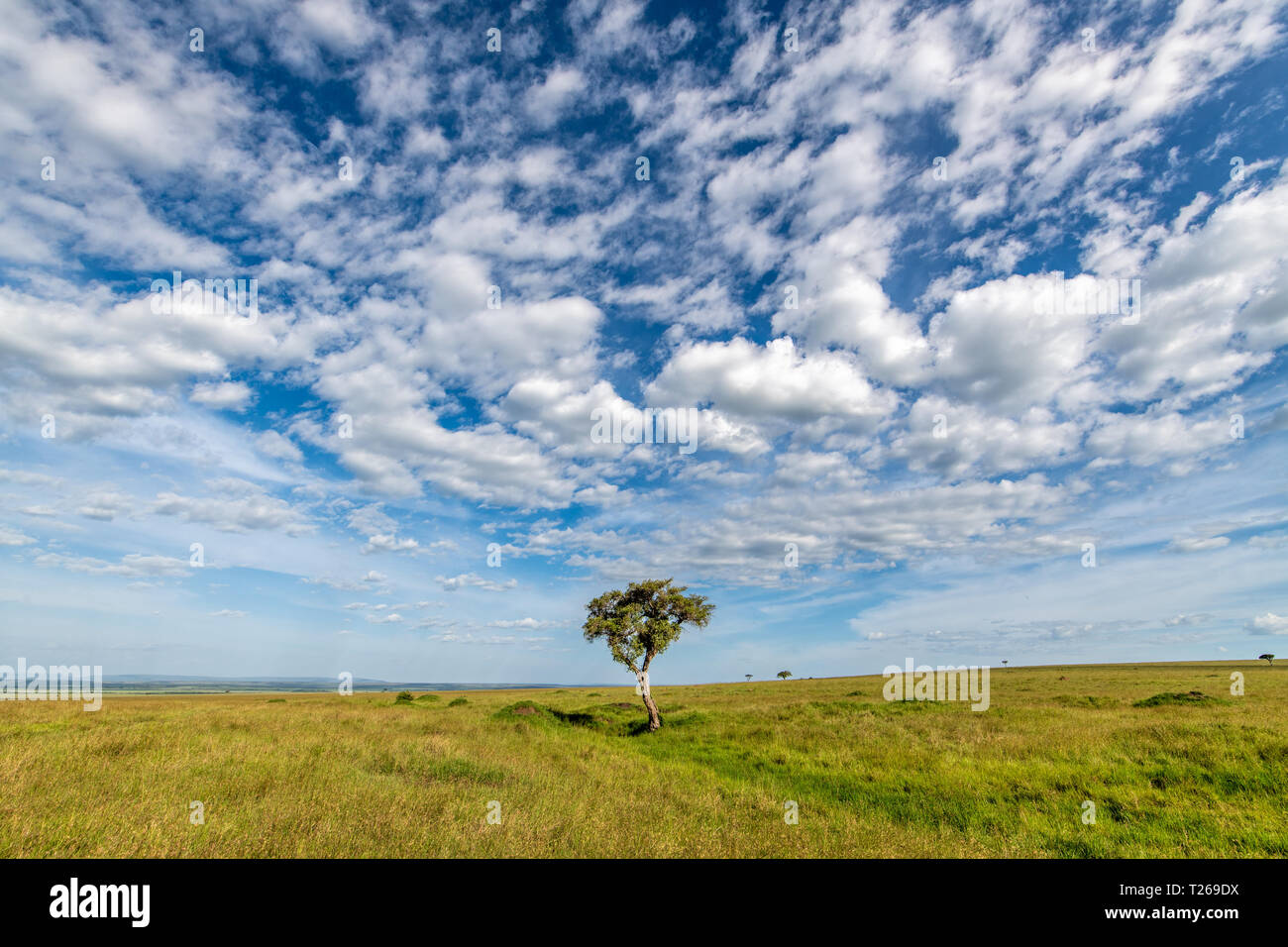 A singular Acaci tree stands alone in the savanna, Maasai Mara National ...