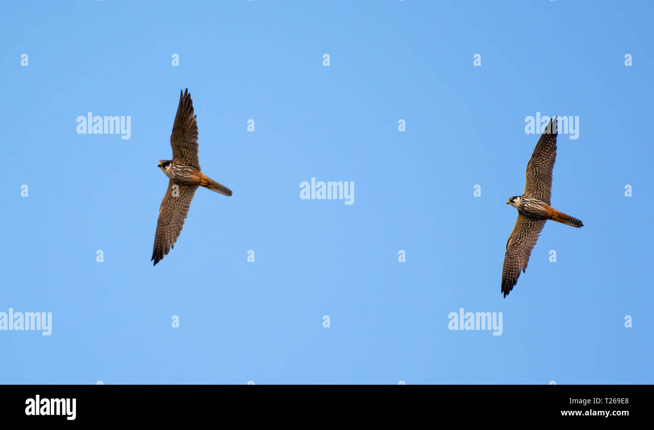 Adult Eurasian hobbies flying near their nest Stock Photo - Alamy