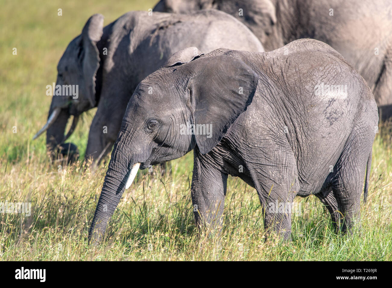 African savanna elephant hi-res stock photography and images - Alamy