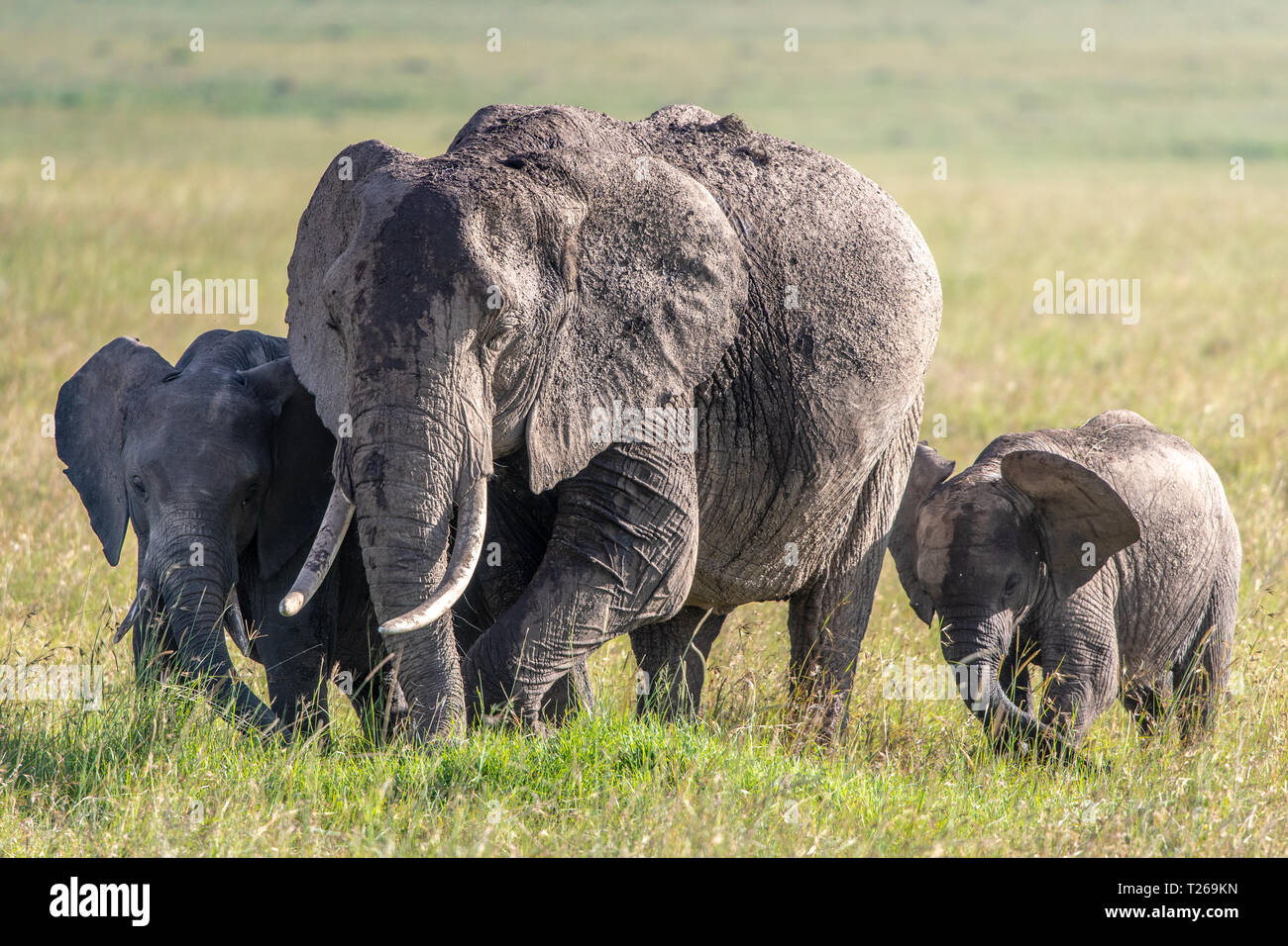 Three African bush elephants (Loxodonta africana), aka African savanna ...