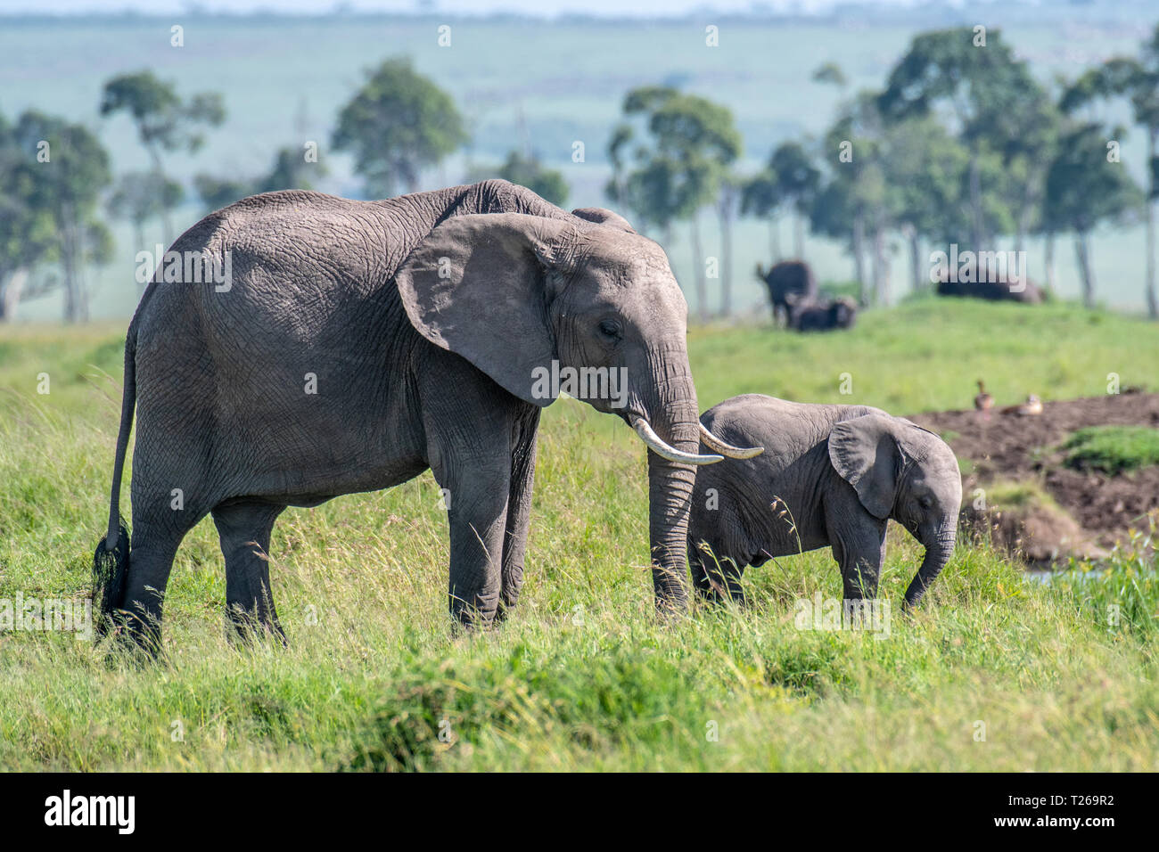 Two African bush elephants (Loxodonta africana), aka African savanna ...