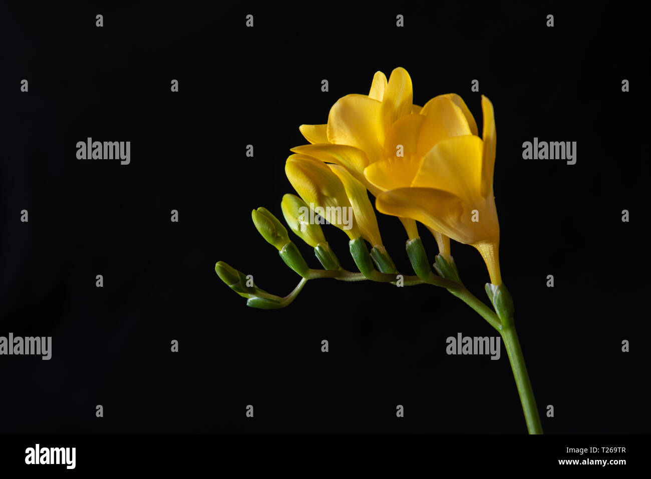 Freesia Flower High Resolution Stock Photography and Images - Alamy