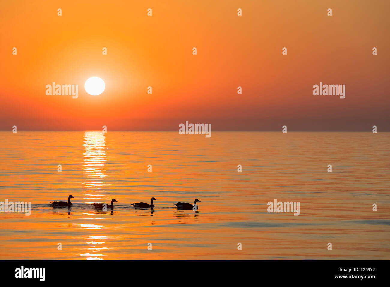 USA, Illinois, Chicago, Lake Michigan, canada geese at sunrise Stock ...