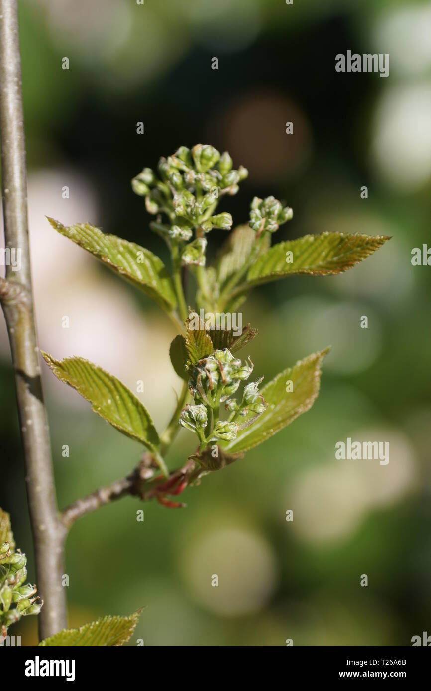 Yuana hi-res stock photography and images - Alamy