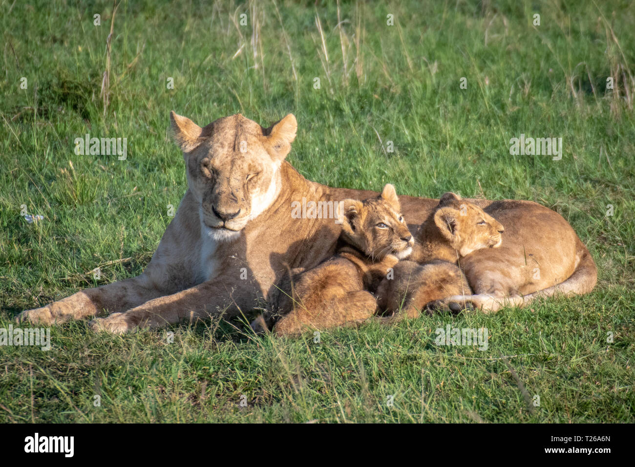 Lion cubs nursing hi-res stock photography and images - Alamy