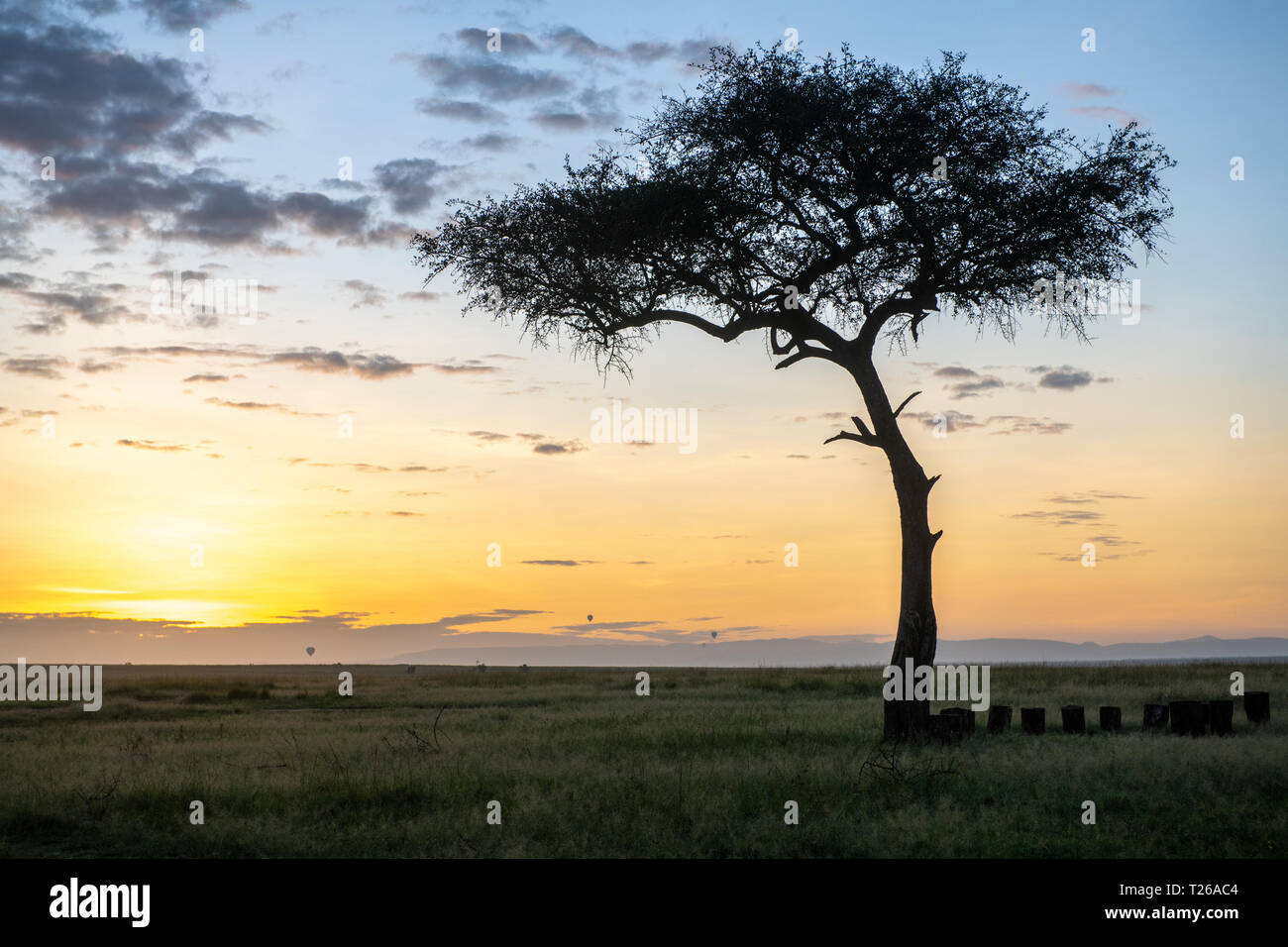 Singular tree hi-res stock photography and images - Alamy