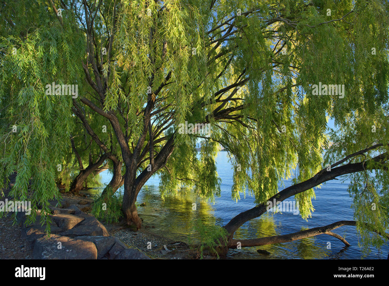Chico fall autumn hi-res stock photography and images - Alamy