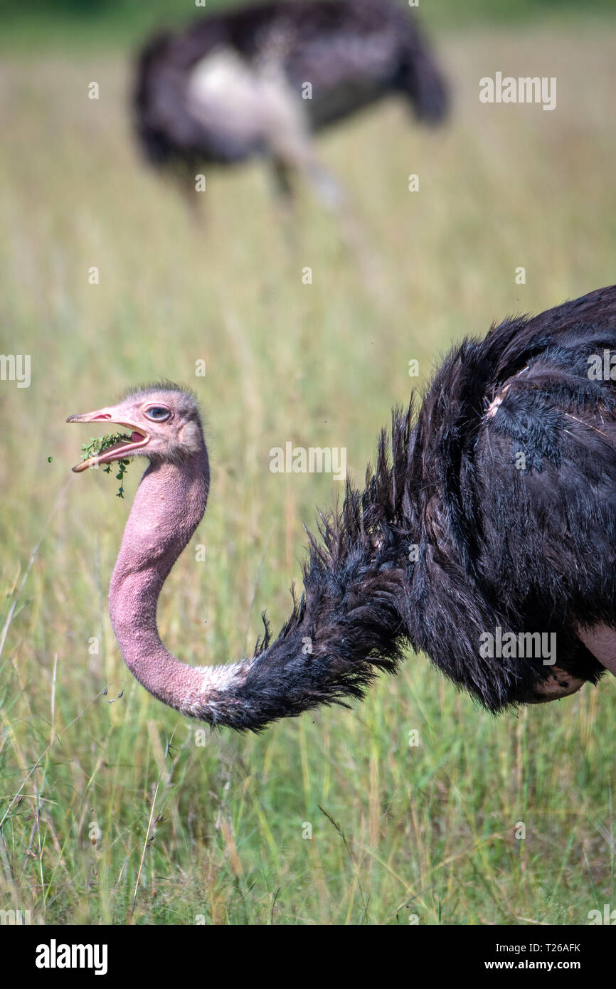 Featherless Ostrich