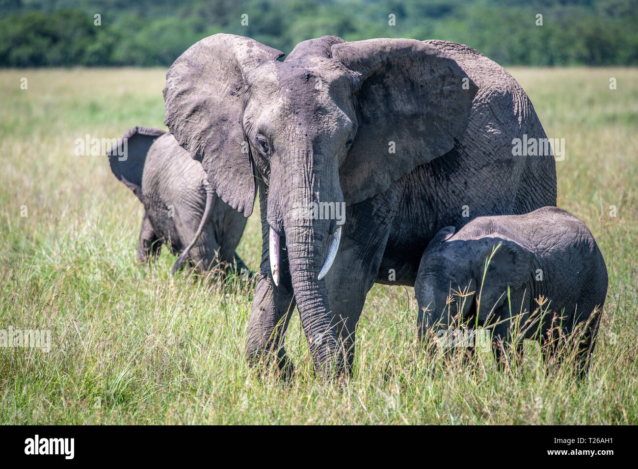 Adolescent elephants hi-res stock photography and images - Alamy