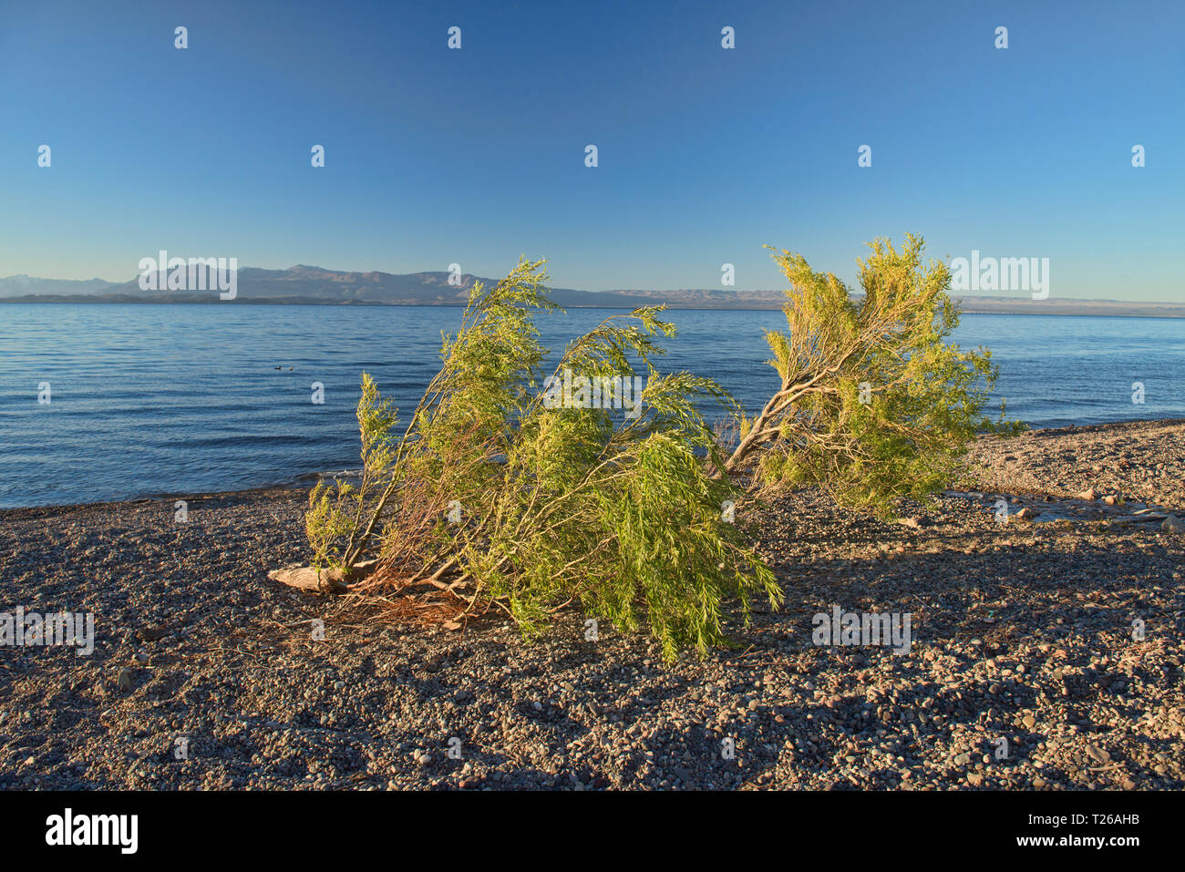 Chico fall autumn hi-res stock photography and images - Alamy