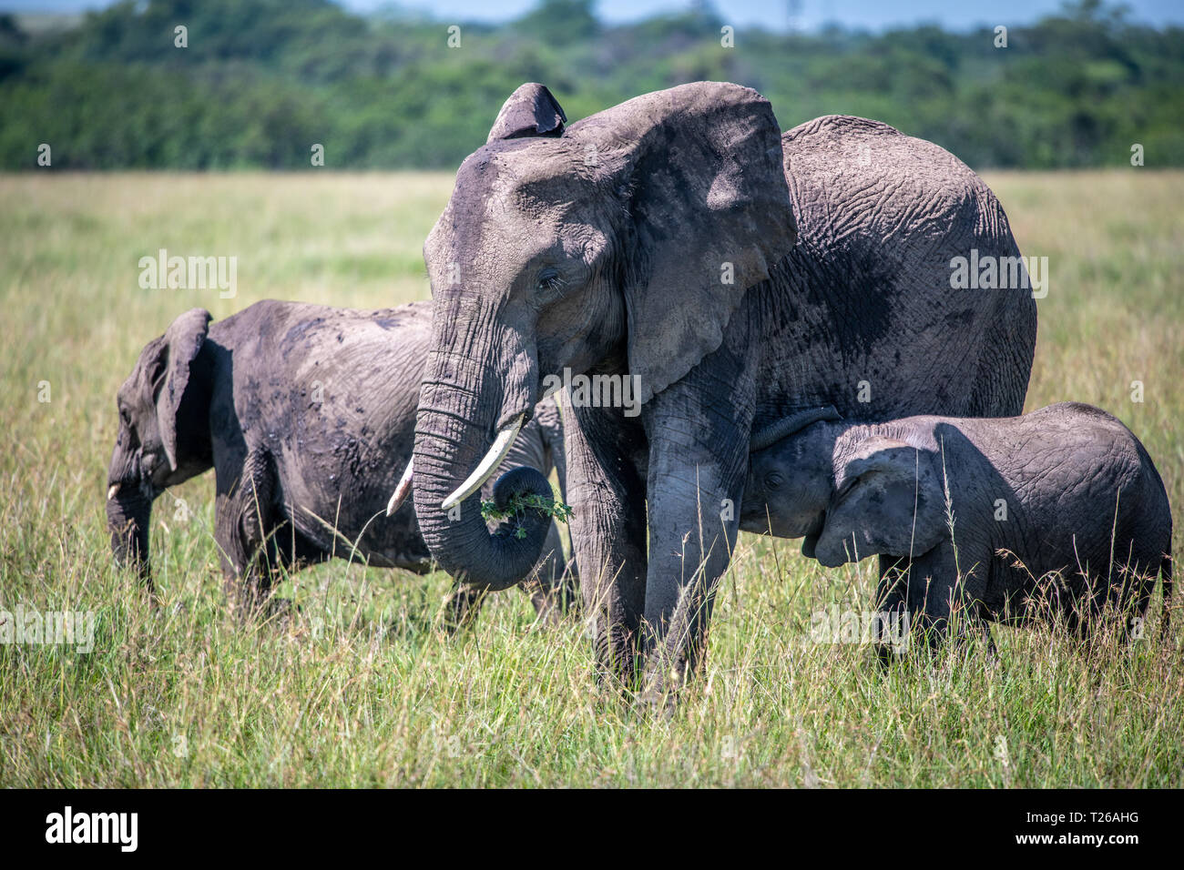African bush elephants (Loxodonta africana), aka African savanna ...