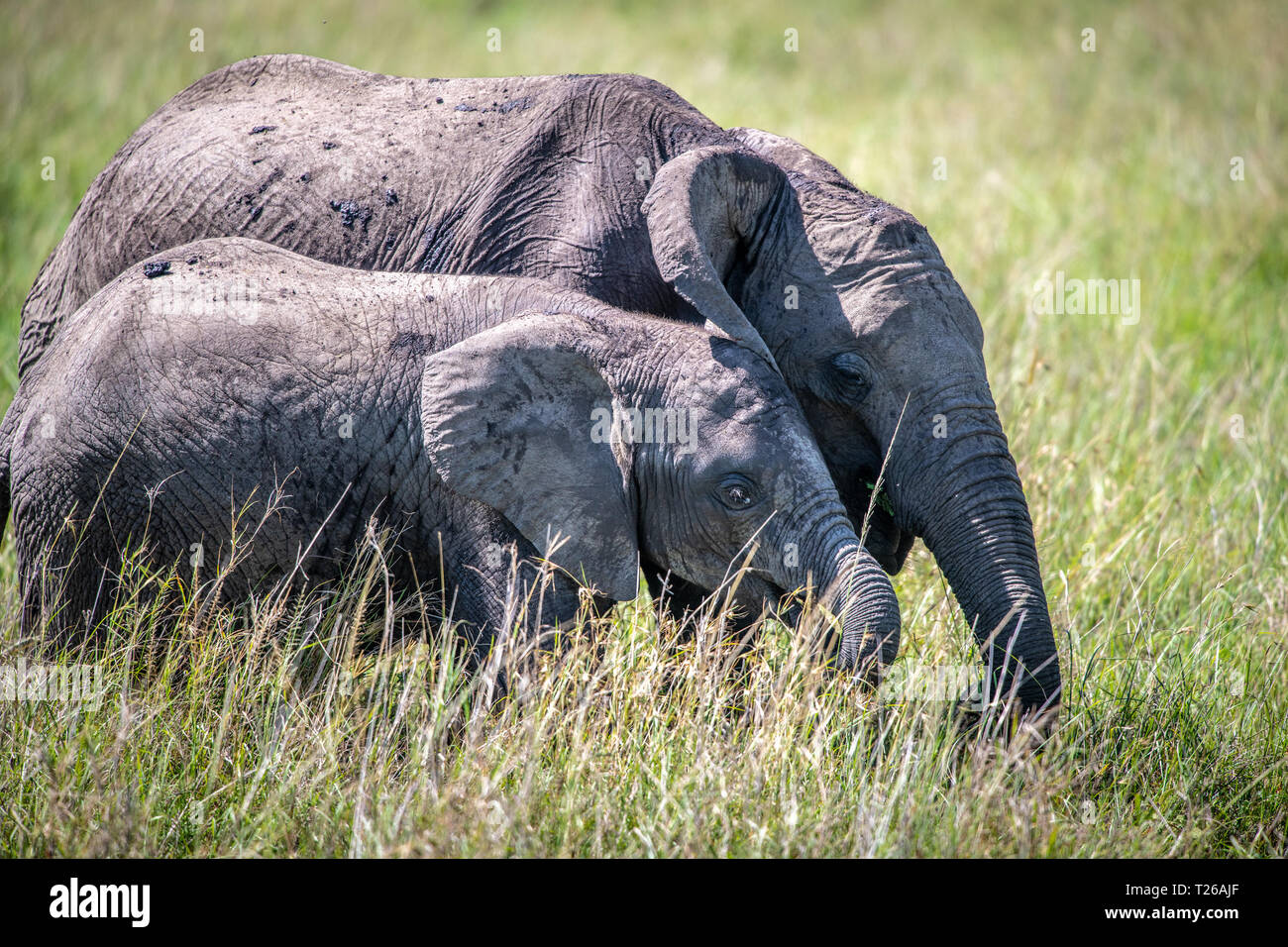 African bush elephants (Loxodonta africana), aka African savanna ...