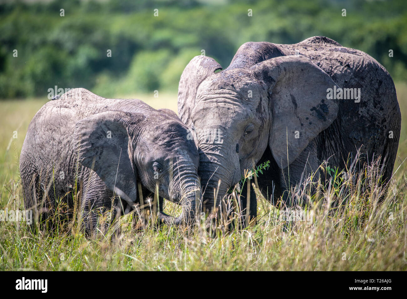 Two African bush elephants (Loxodonta africana), aka African savanna ...