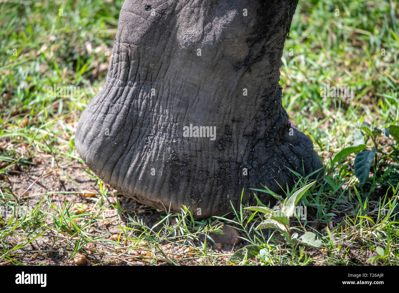 Elephant toe hi-res stock photography and images - Alamy