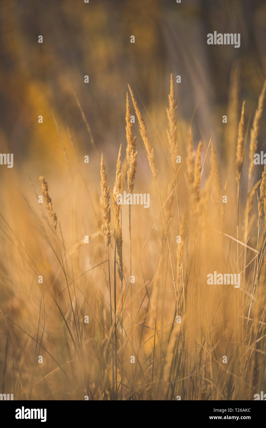 Grasses autumn hi-res stock photography and images - Alamy