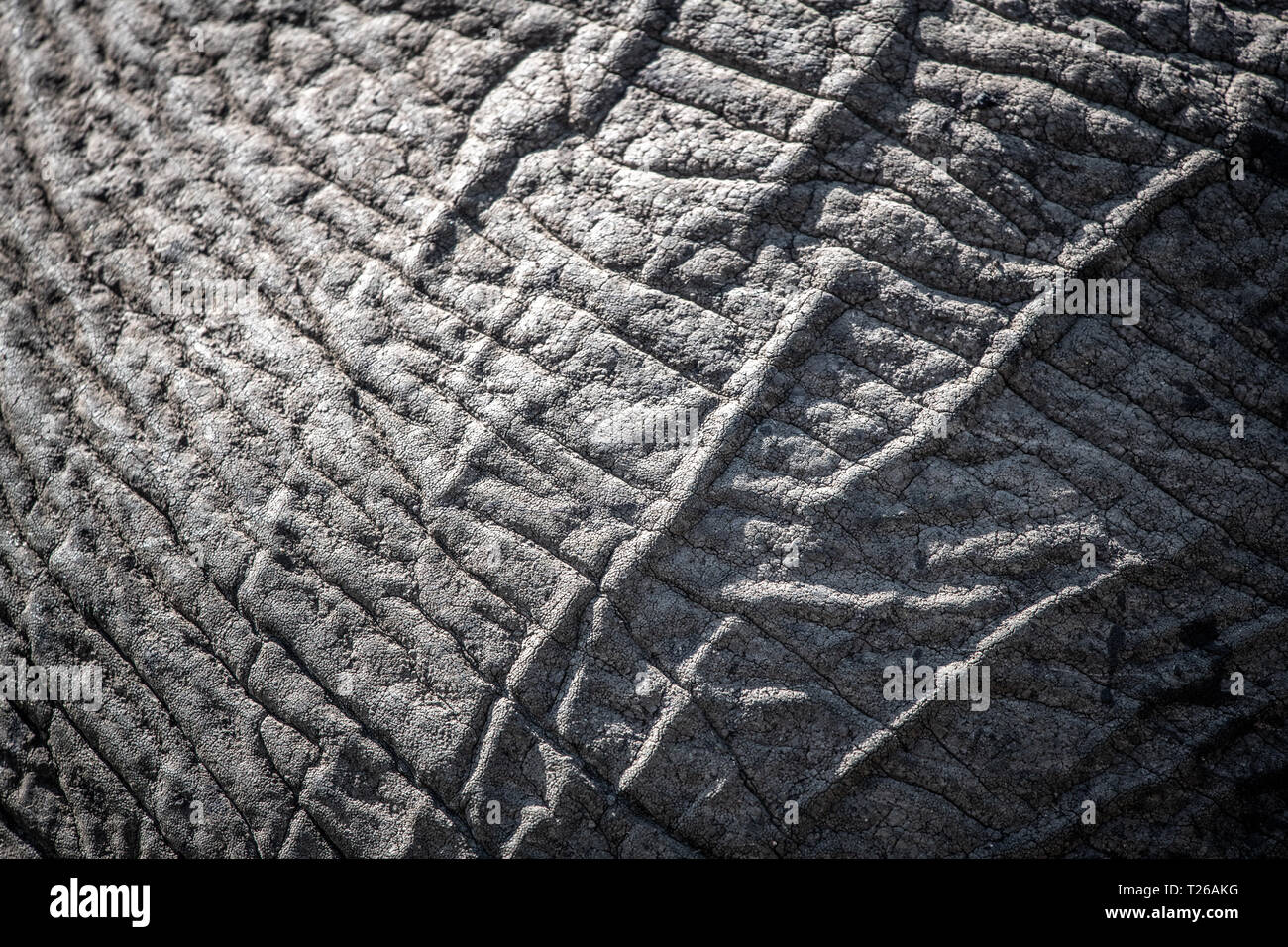 A close up of the skin of an African bush elephant (Loxodonta africana ...