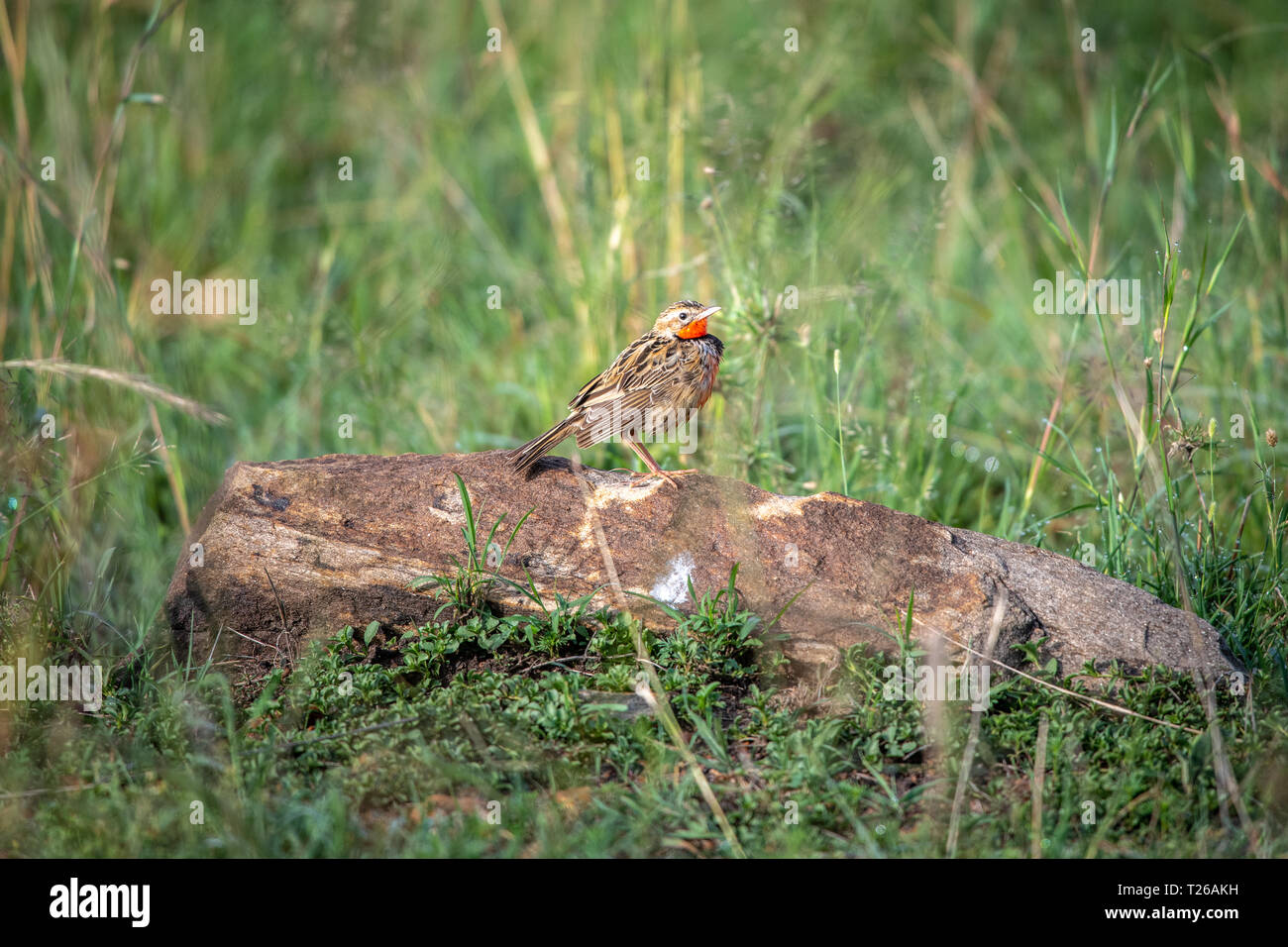 Long claw hi-res stock photography and images - Alamy