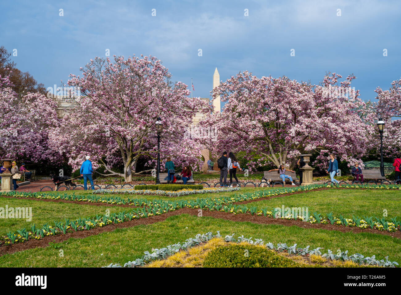 Washington DC, USA — March 30, 2019. The cherry blossoms are blooming ...