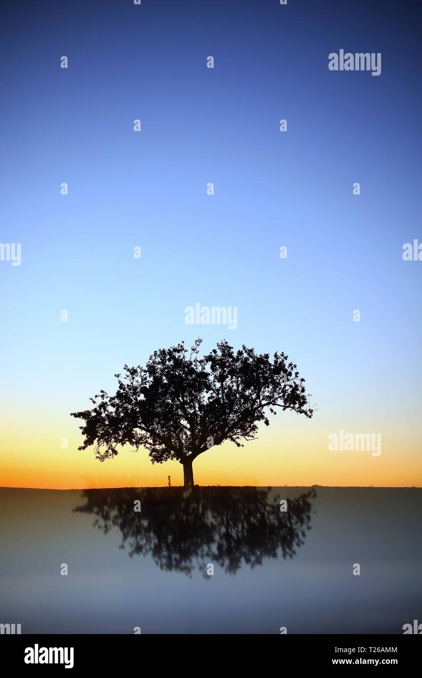 Silhouette and reflection of pine tree at sunrise Stock Photo - Alamy