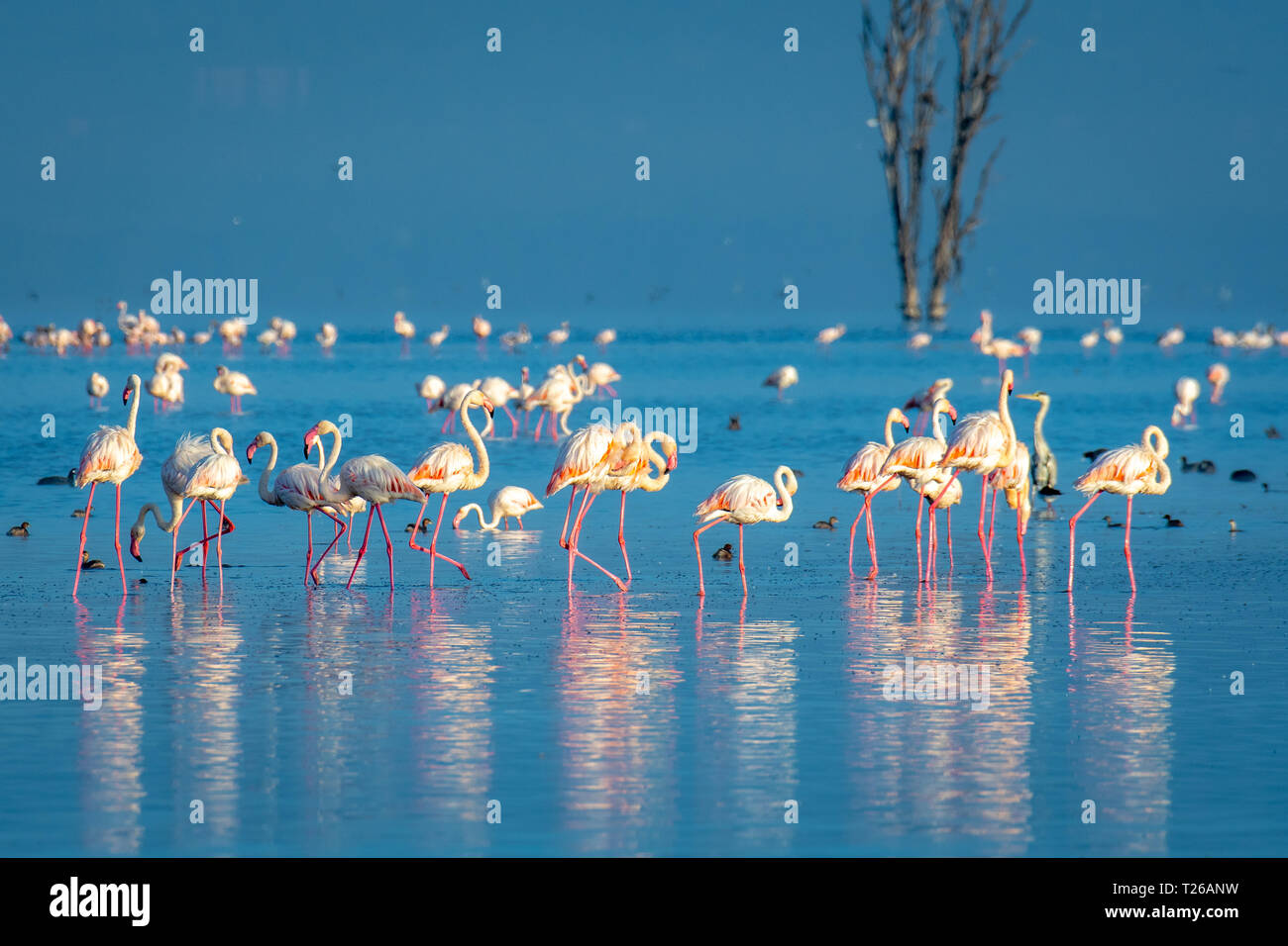 Flamingo by the lake hi-res stock photography and images - Alamy