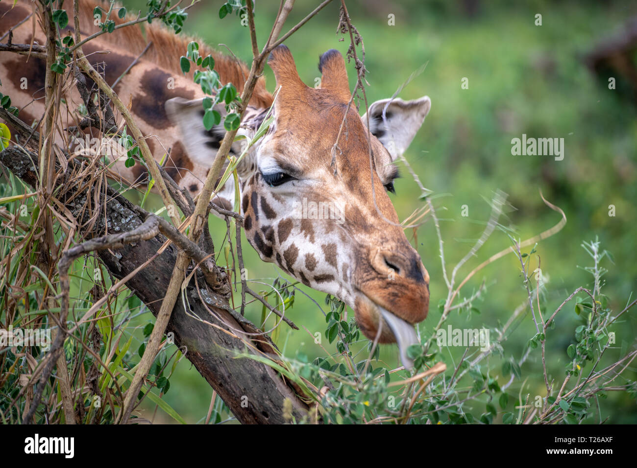 Giraffe eating leaves from tree hi-res stock photography and images - Alamy