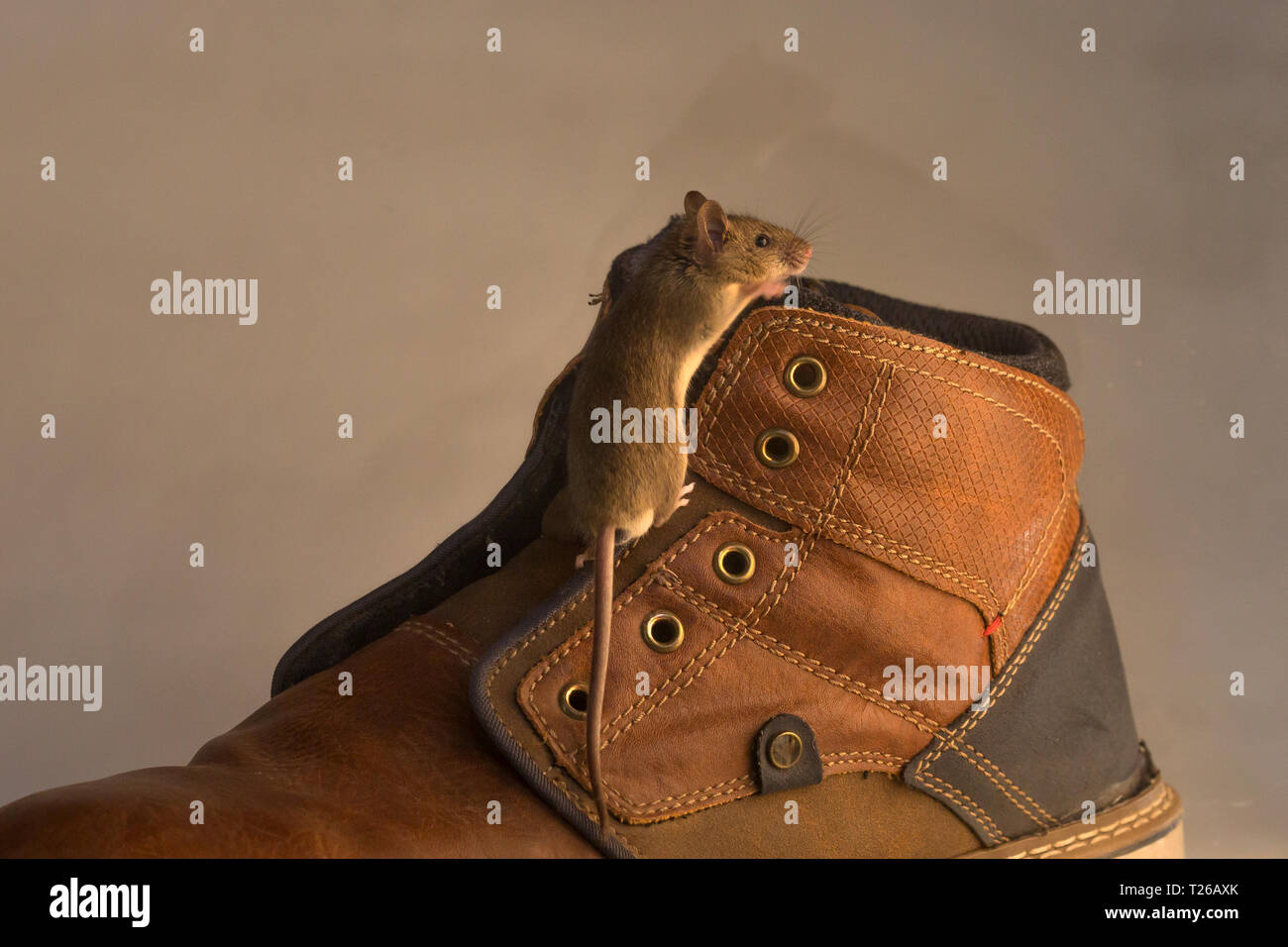 Rat in shoe hi-res stock photography and images - Alamy