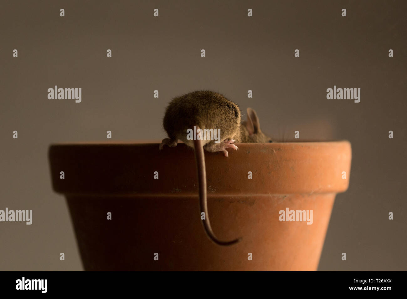Mouse pot hi-res stock photography and images - Alamy