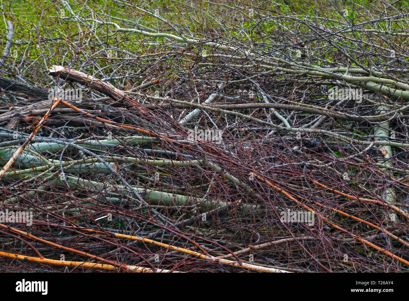 Cleaning felled trees hi-res stock photography and images - Alamy