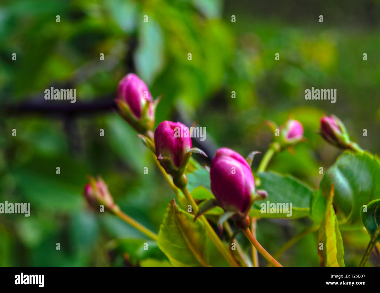 Bud of Wild Apple tree. Spring background with Apple tree blossom ...
