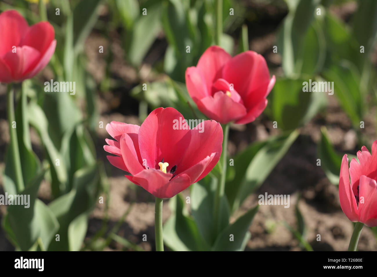 Red Tulip at Spring Stock Photo - Alamy