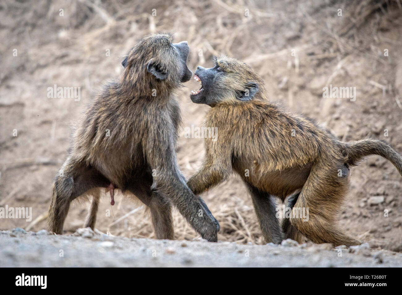 Two Olive baboons (Papio anubis), also called the Anubis baboon, Nakuru National Park, Kenya ...