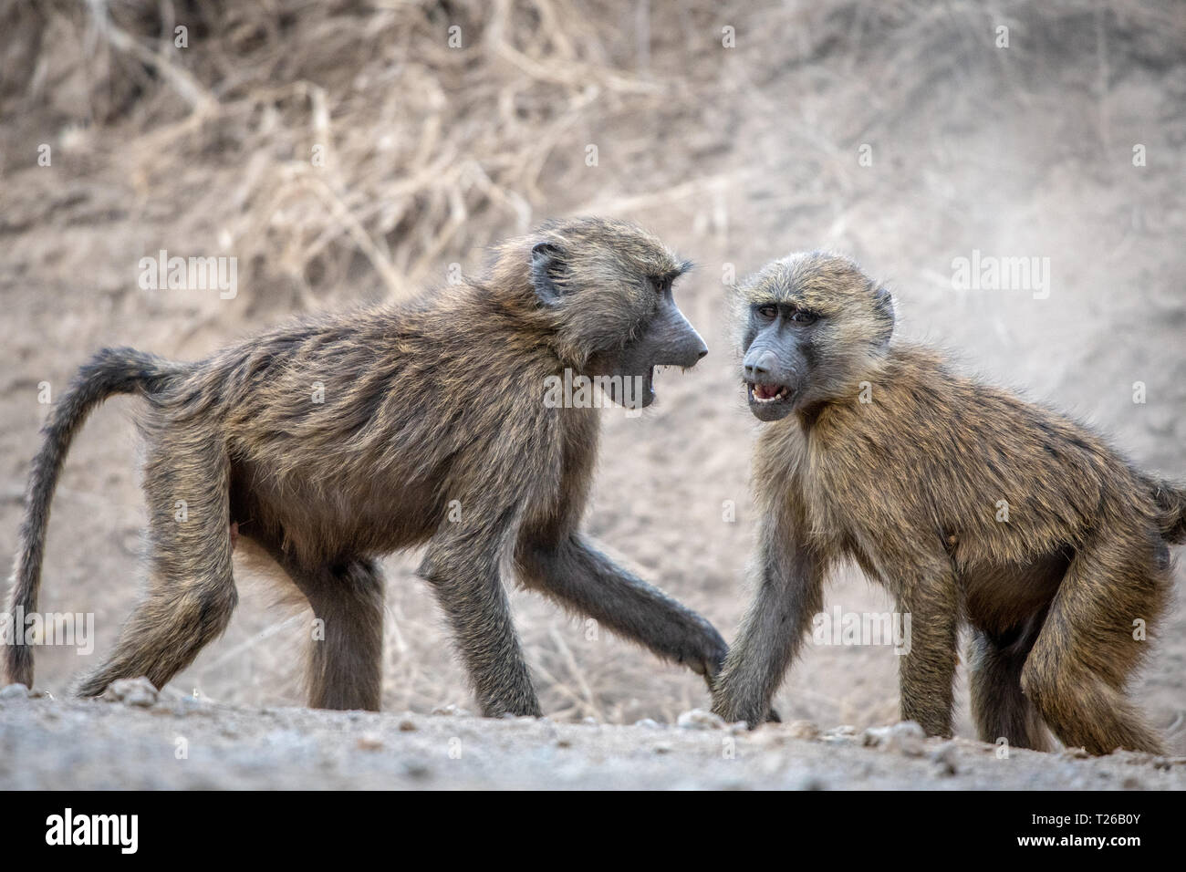 Fighting baboons hi-res stock photography and images - Alamy
