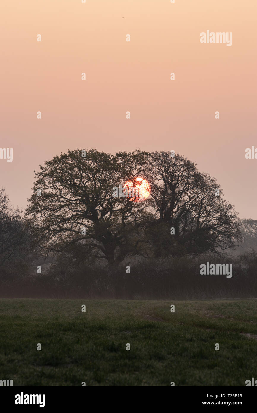 Sun rising behind trees in the English countryside Stock Photo - Alamy