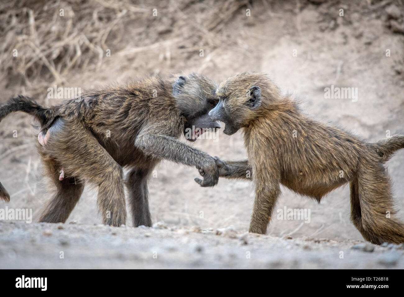 Kenya national park baboon fight hi-res stock photography and images ...