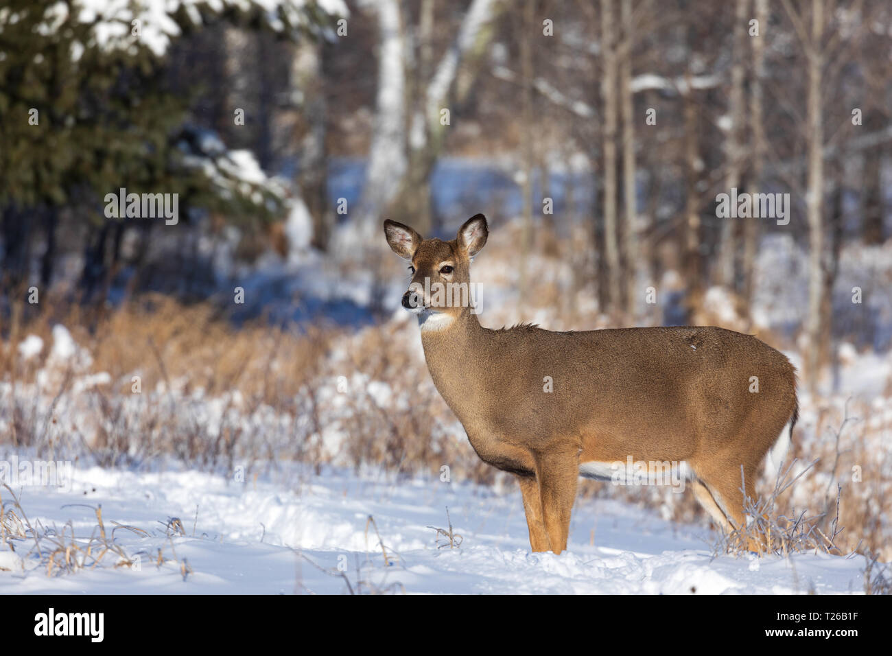 White-tailed doe standing in the snow in northern Wisconsin Stock Photo ...