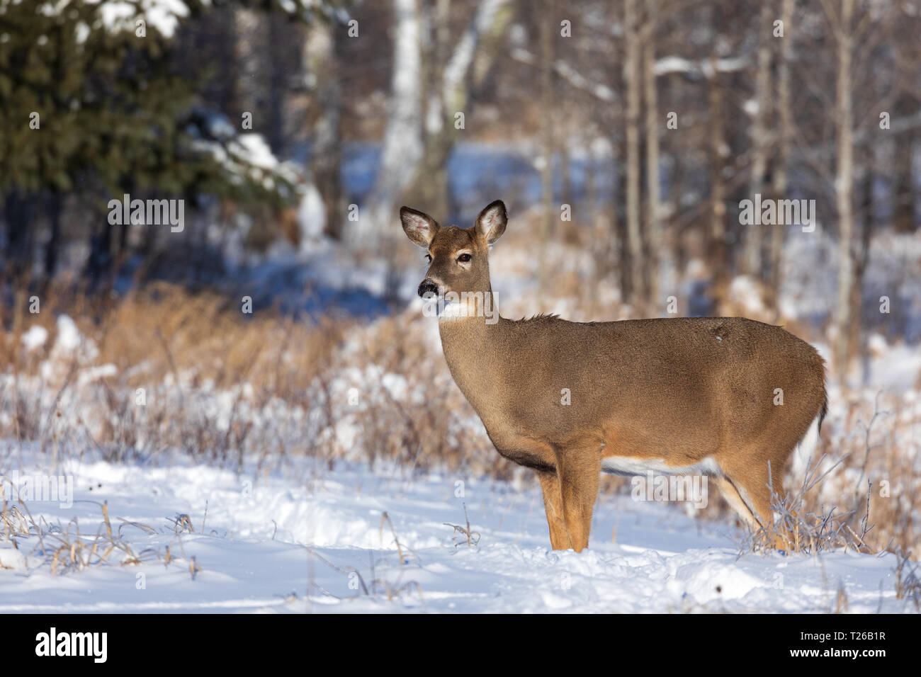 Adult white tailed deer hi-res stock photography and images - Alamy
